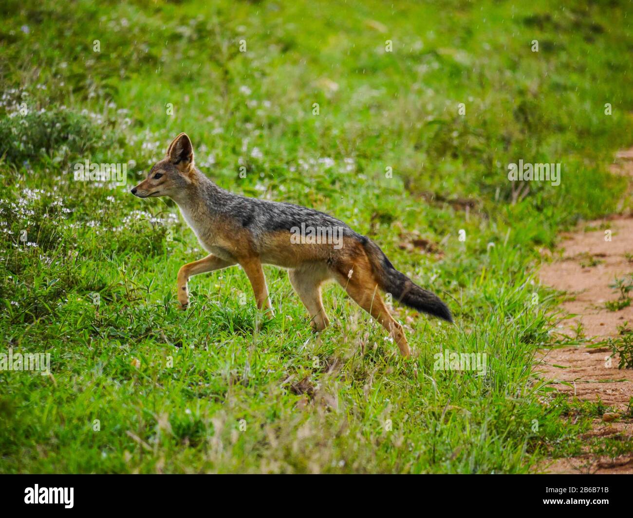 African Jackal