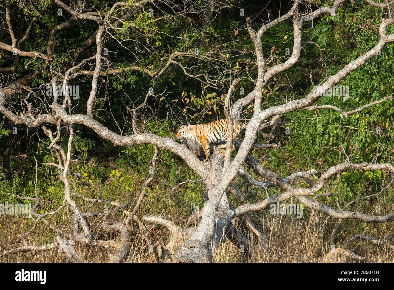 Tiger marking tree hi-res stock photography and images - Alamy