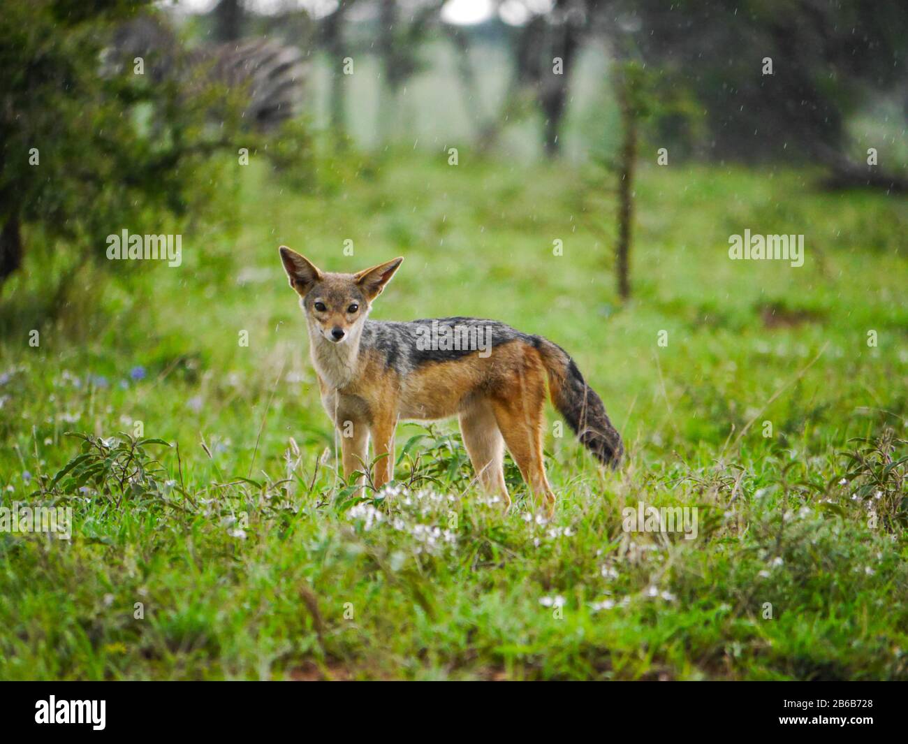 Fur hairy hi-res stock photography and images - Alamy