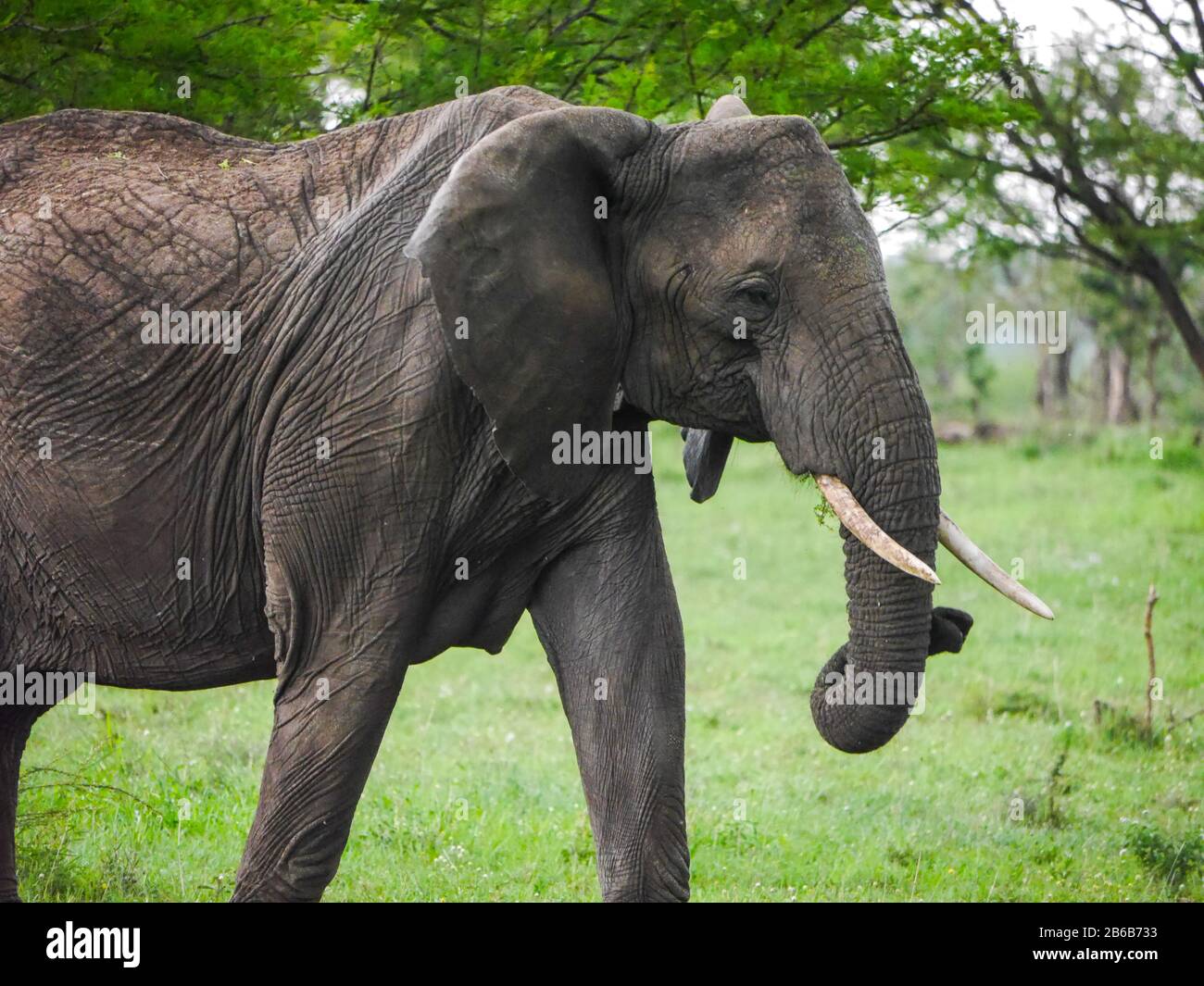 Elephant ear tree hi-res stock photography and images - Alamy