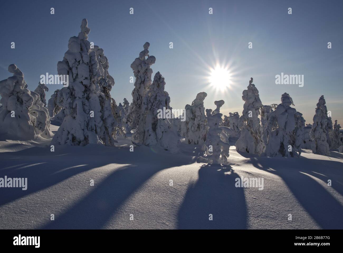 Snow covered trees in Lapland, Finland create a wonderful and beautiful ...