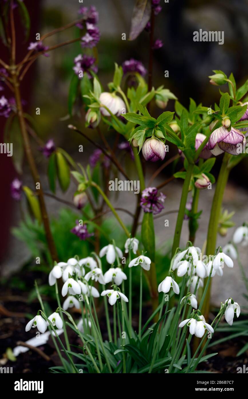 galanthus ,double flower,hybrid,snowdrop, snowdrops,Helleborus × ...