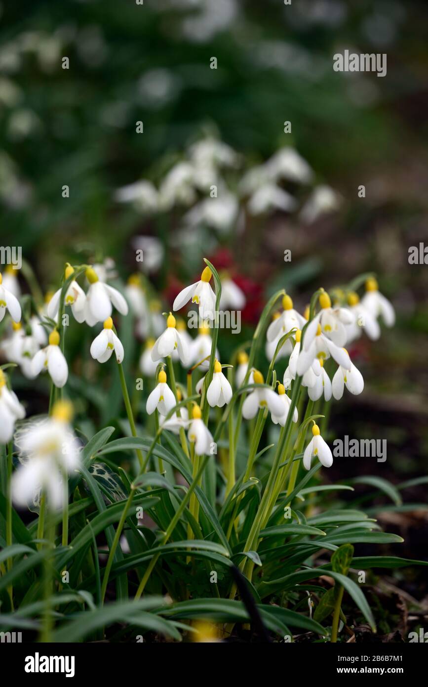 Spindlestone surprise snowdrop hi-res stock photography and images - Alamy