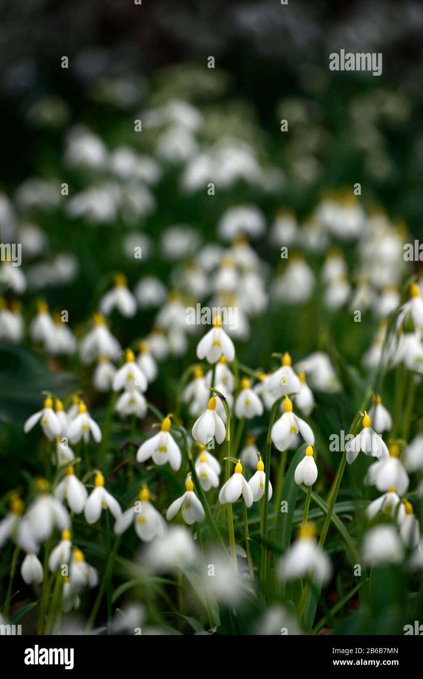 Galanthus spindlestone surprise hi-res stock photography and images - Alamy