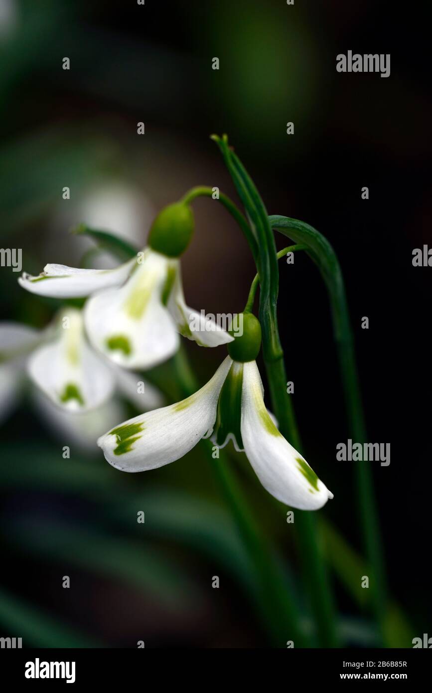 Galanthus Veronica Cross,virescent snowdrops,snowdrop,snowdrops,spring ...