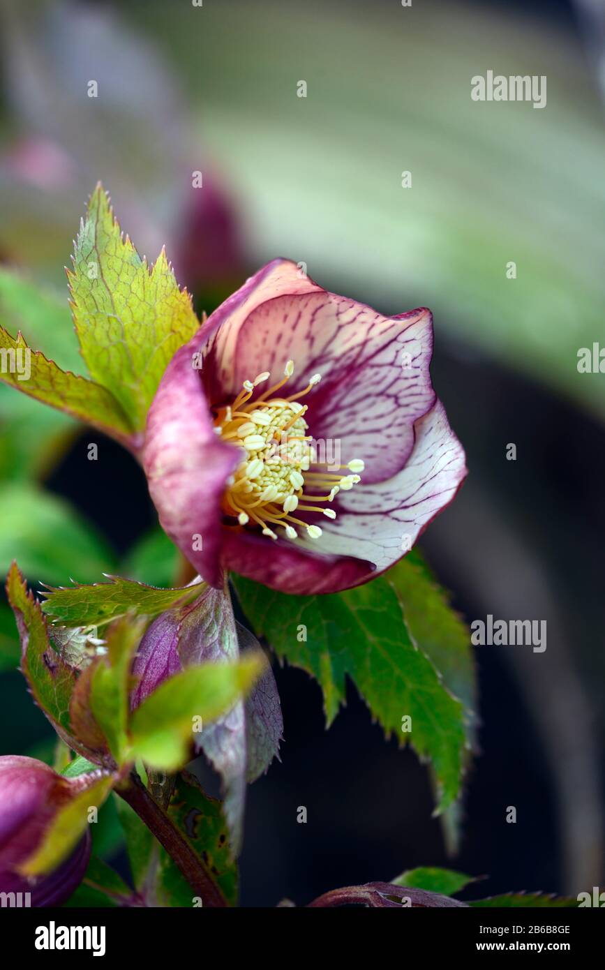 Red hellebore flowers hi-res stock photography and images - Alamy