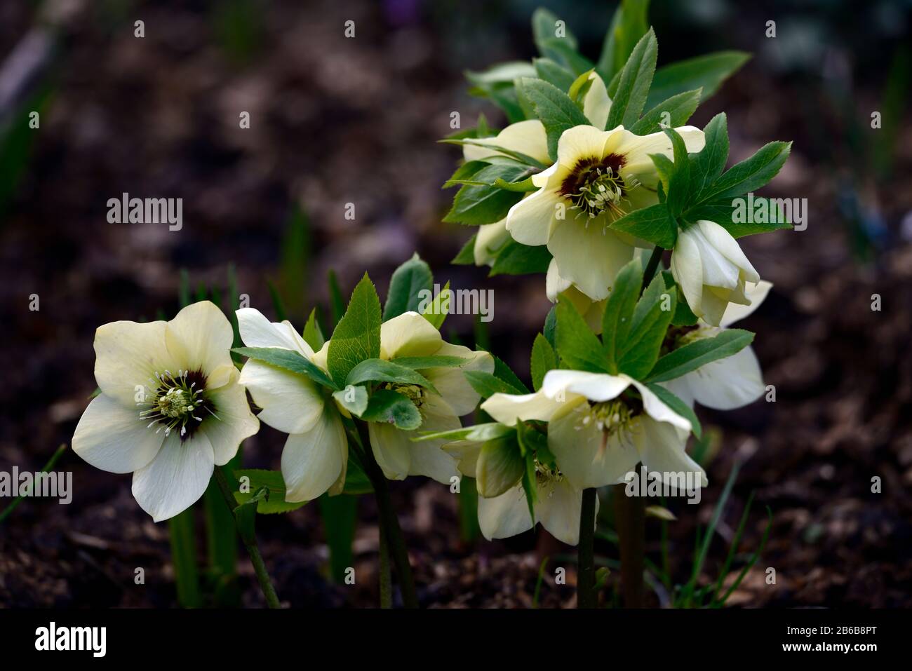 Cream color flowers hi-res stock photography and images - Alamy