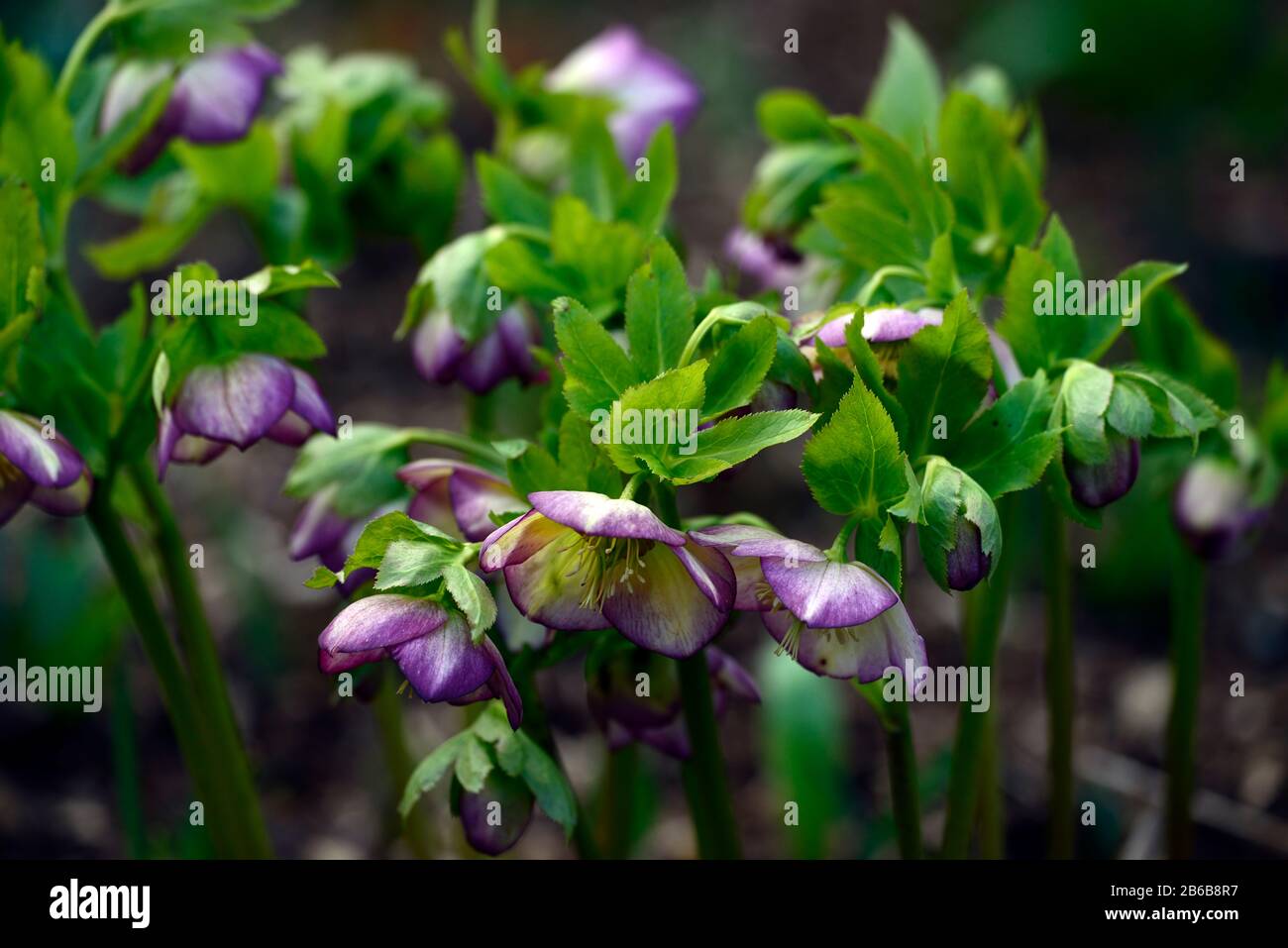 Helleborus × hybridus,Hellebore,Hellebores,helleborus,picotee,purple ...