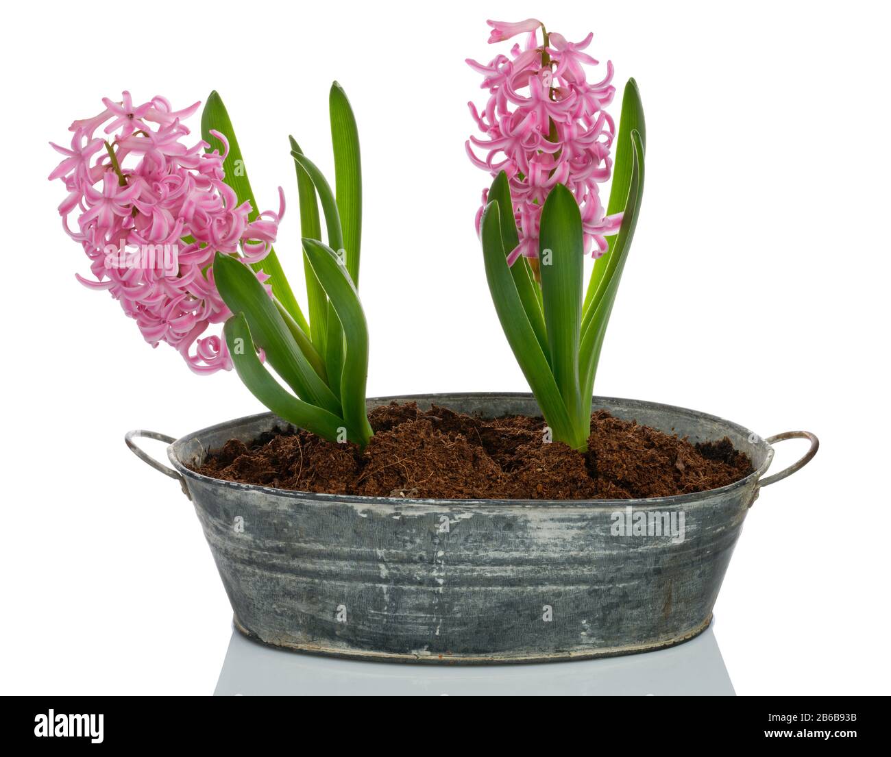 Bulbs in a tub hi-res stock photography and images - Alamy