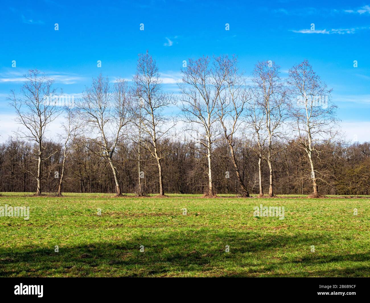 Top trees in birch grove hi-res stock photography and images - Alamy