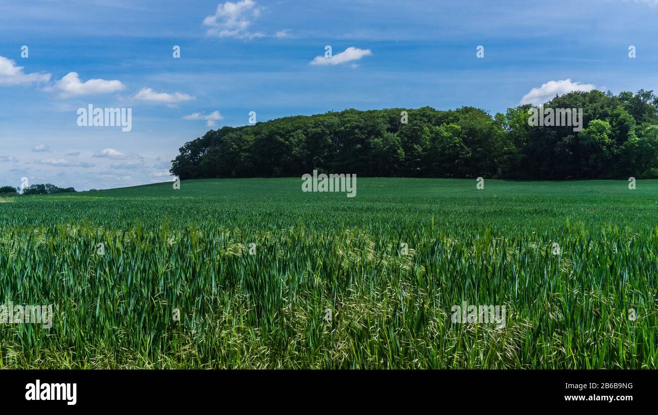 field with forest in background Stock Photo - Alamy
