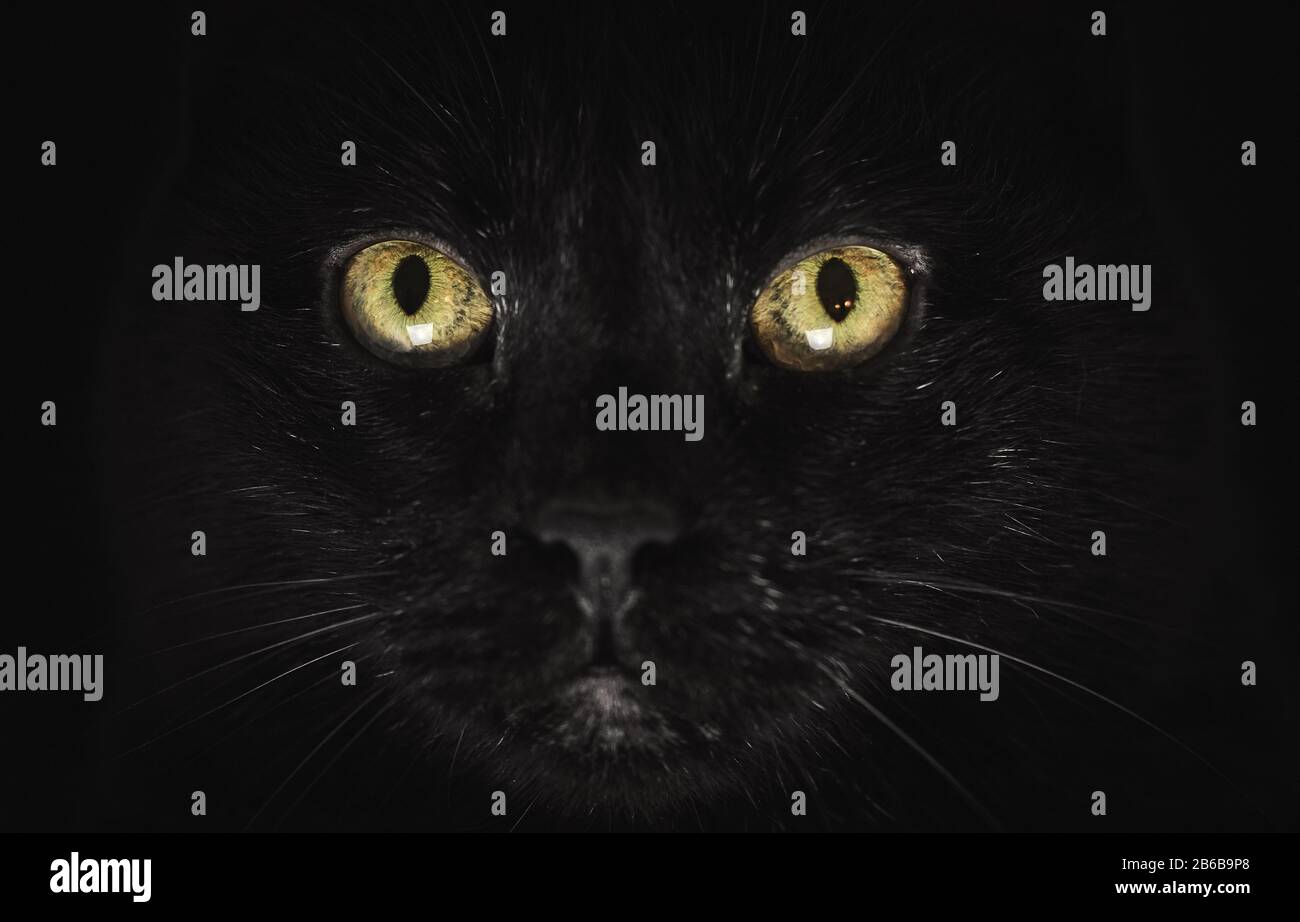 Black cat close up hi-res stock photography and images - Alamy
