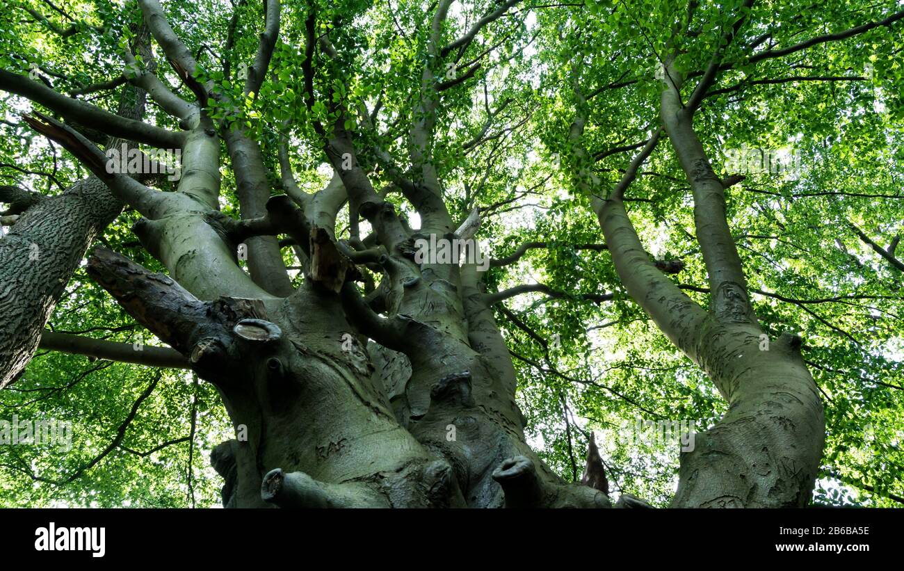 tree tops in forest Stock Photo - Alamy