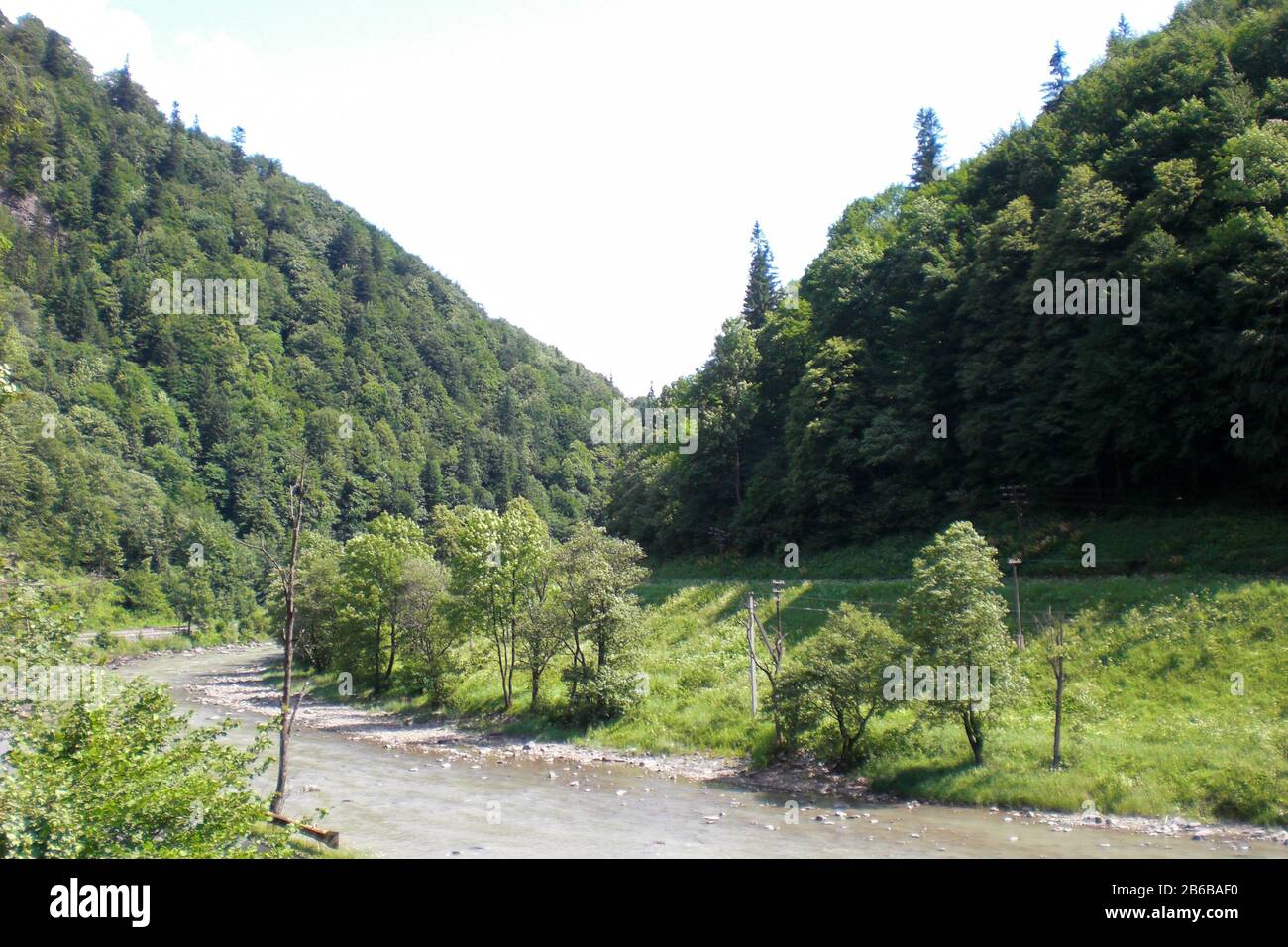 Landscape river pine trees between hi-res stock photography and images ...