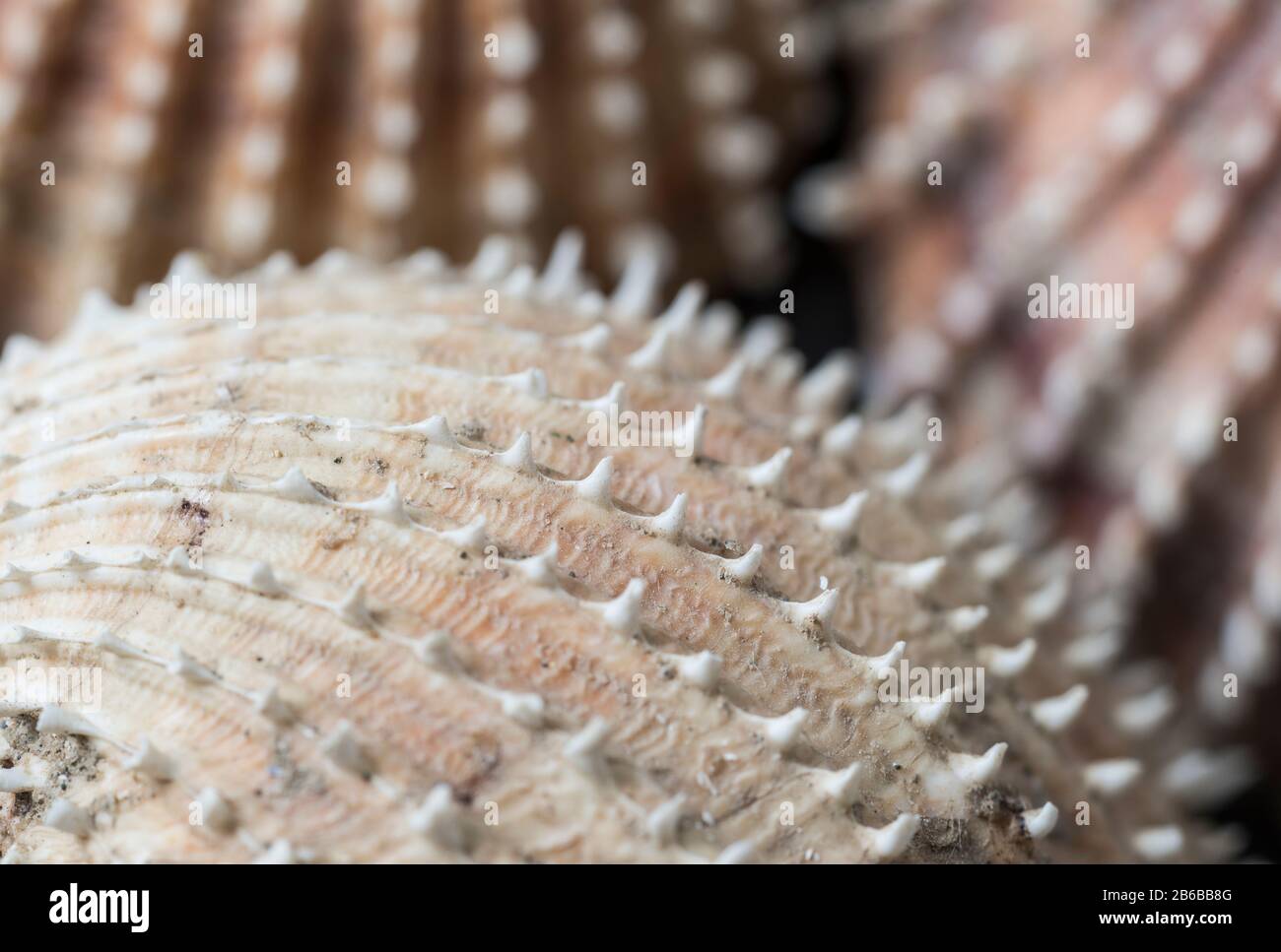Cardium acanthocardium echinatum hi-res stock photography and images ...