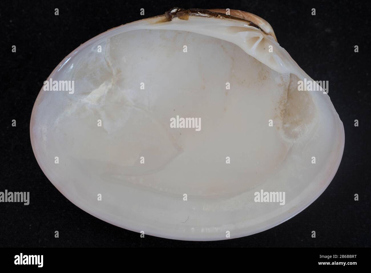 Internal view of a Brown Venus (Callistra chione) bivale shell Stock ...