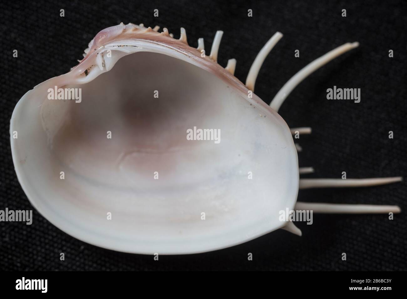 Bivalve shell (possible Pitar/ Hysterochoncha dione) from a Mexican ...