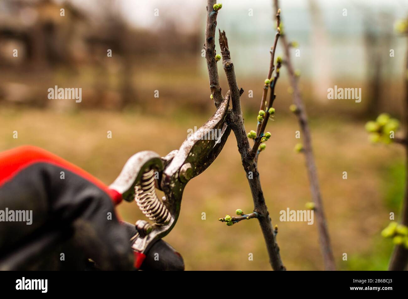Care taking of tree - a young girl cleaning trees in spring Stock Photo ...