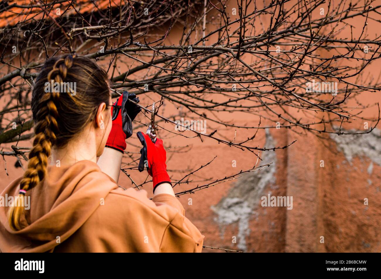 Care taking of tree - a young girl cleaning trees in spring Stock Photo ...