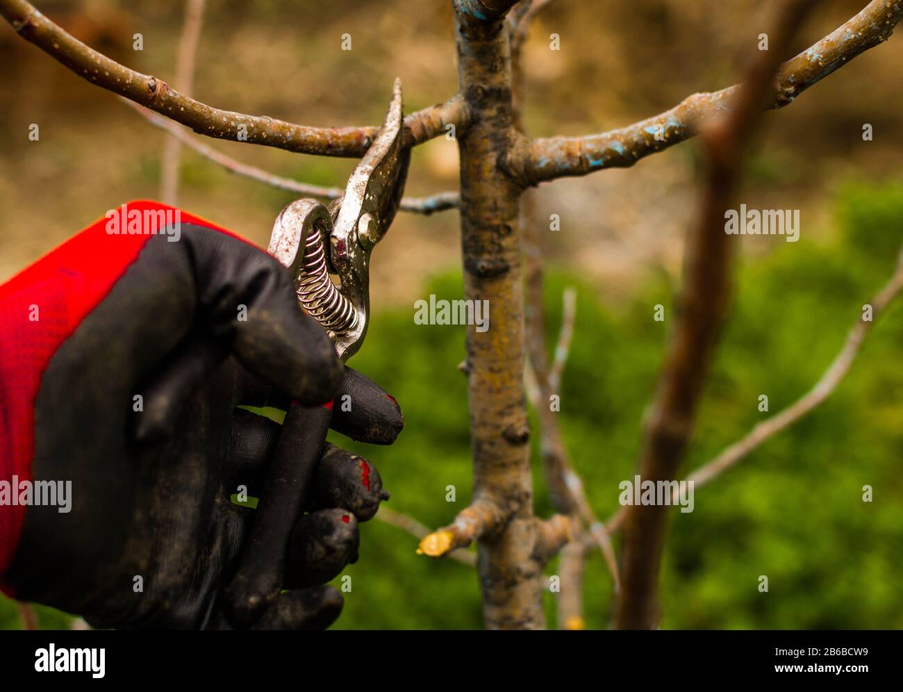 Care taking of tree - a young girl cleaning trees in spring Stock Photo ...