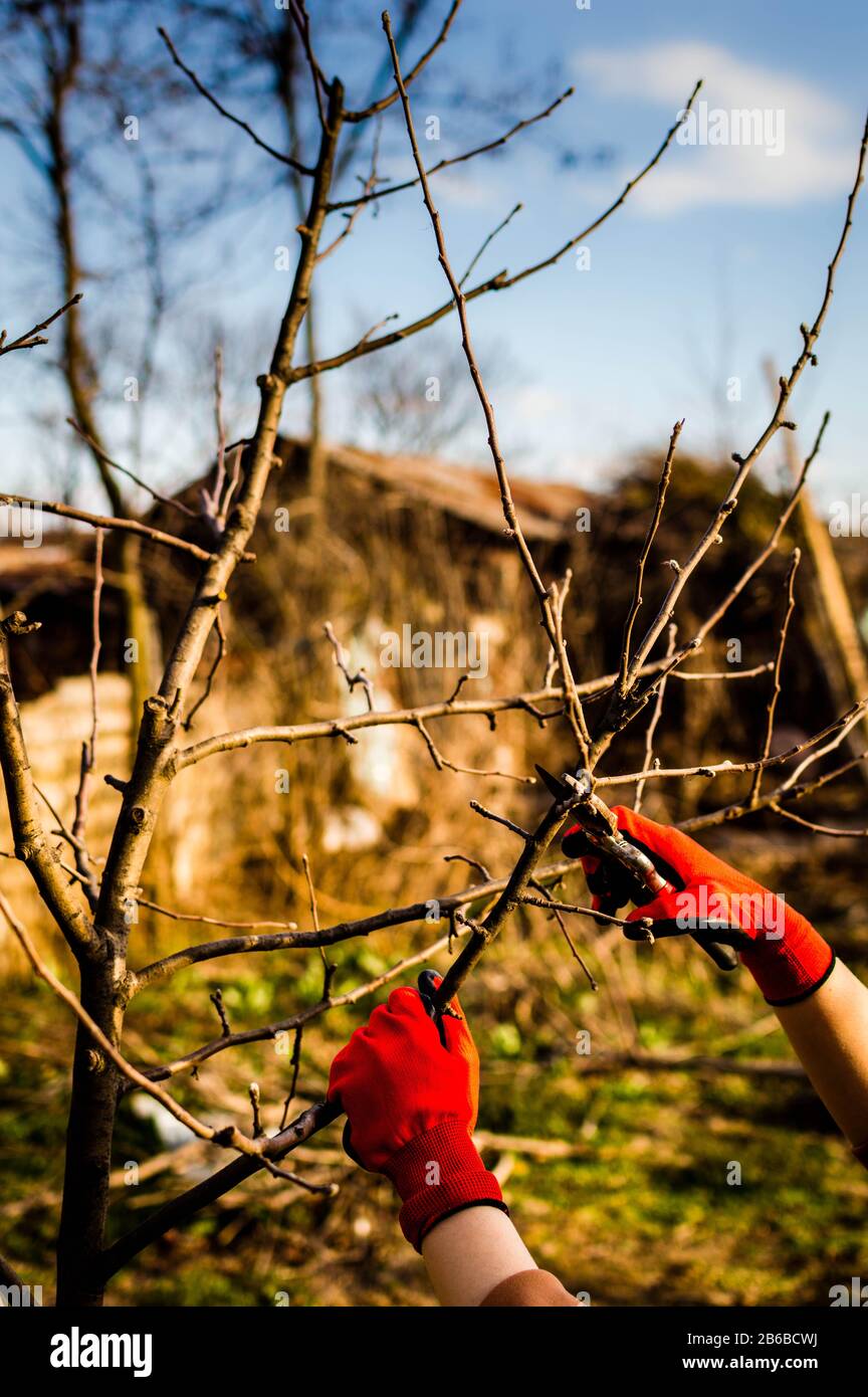 Care taking of tree - a young girl cleaning trees in spring Stock Photo ...