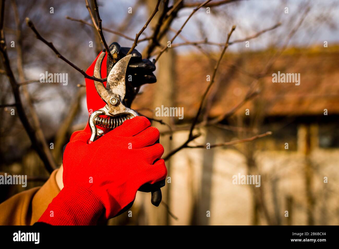 Care taking of tree - a young girl cleaning trees in spring Stock Photo ...