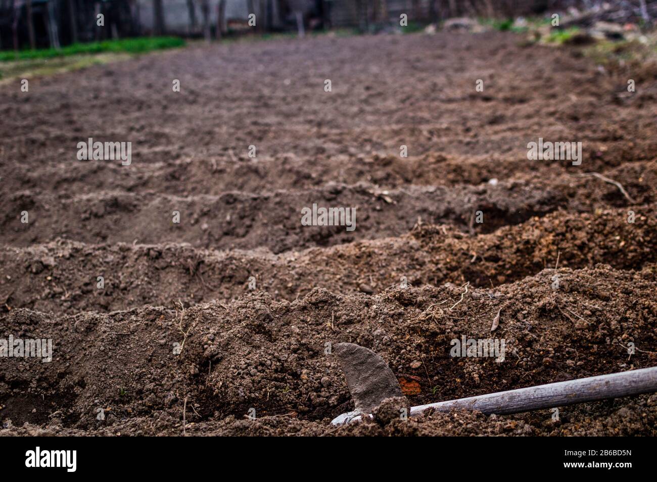 Hard day of work-planting potato's with a shovel tool Stock Photo - Alamy
