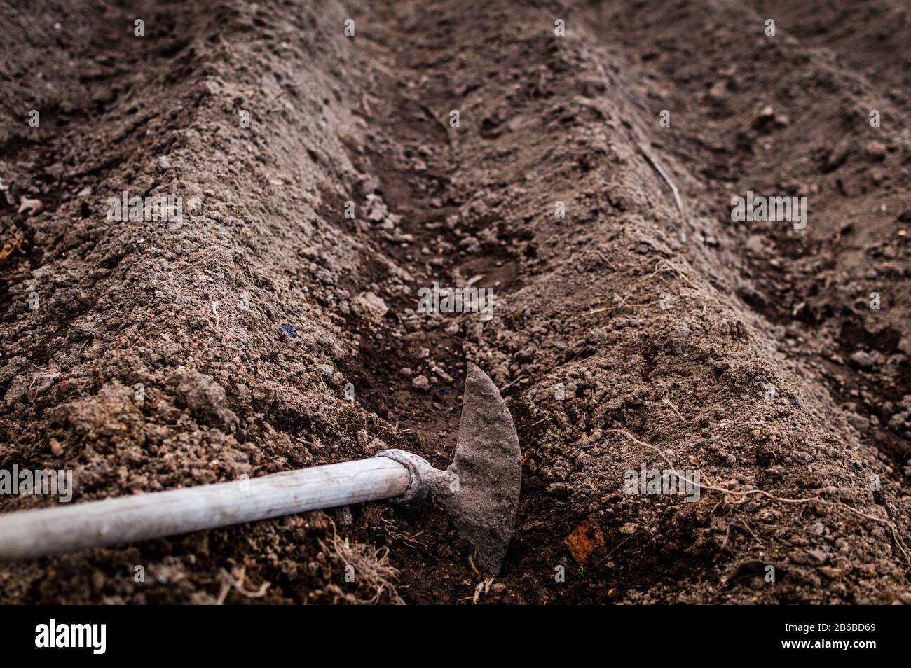 Hard day of work-planting potato's with a shovel tool Stock Photo - Alamy