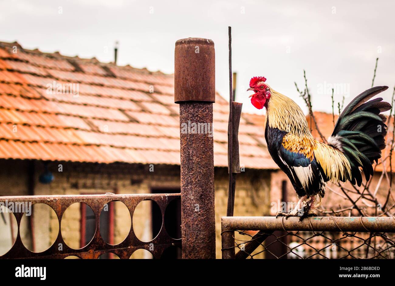 Rooster giving the wake up signal at a country side Stock Photo - Alamy