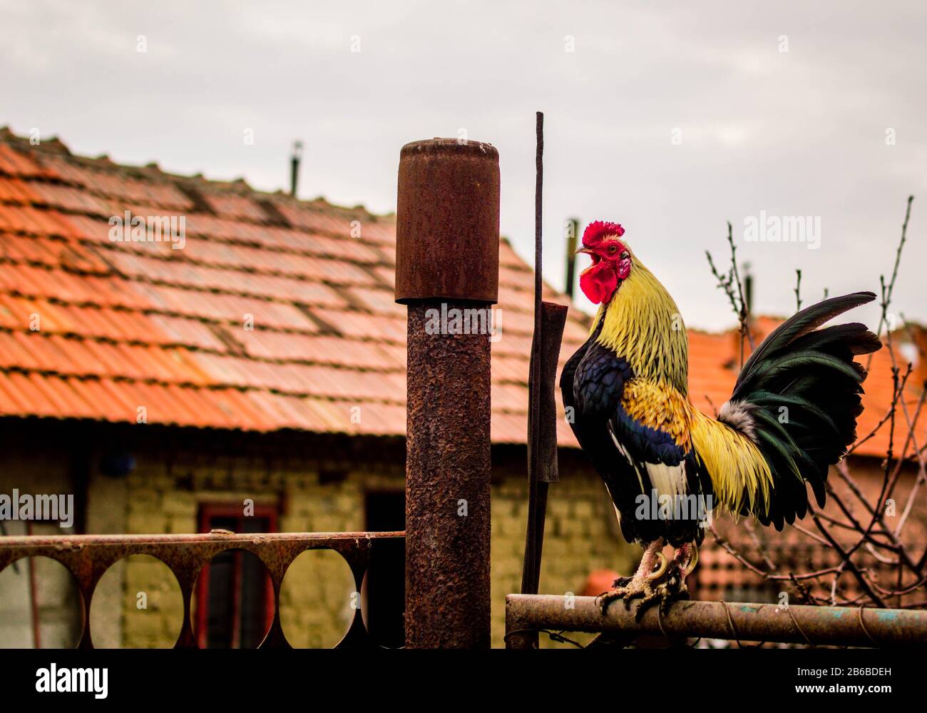 Rooster giving the wake up signal at a country side Stock Photo - Alamy