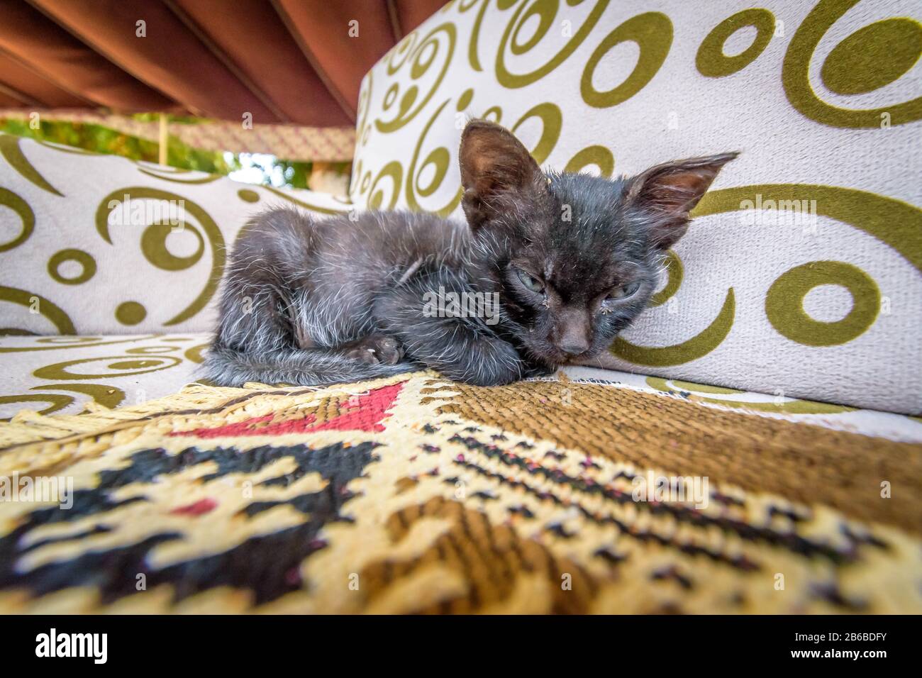 A tiny Black kitten resting in the shades over a traditional seat at ...