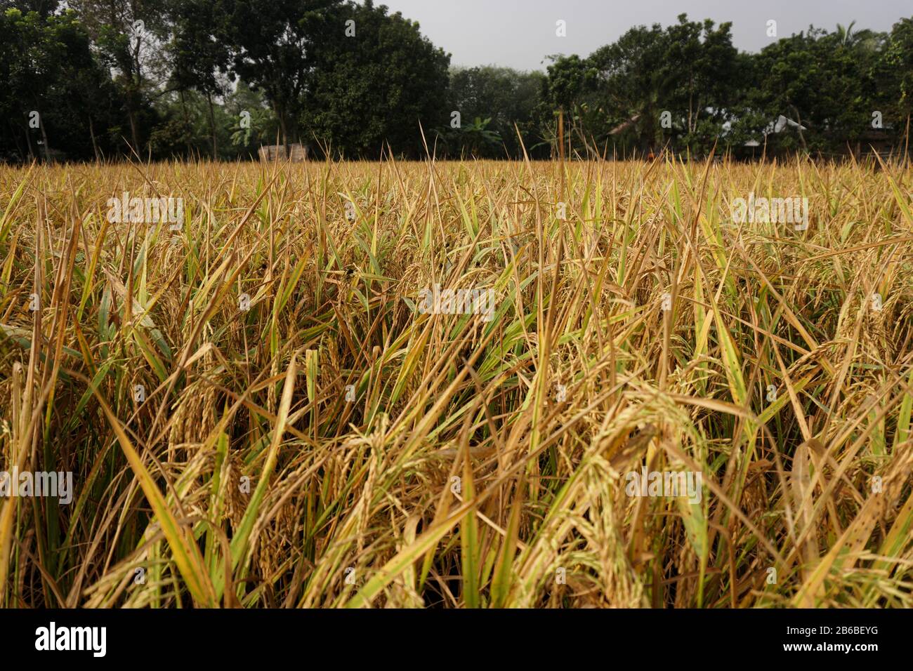Paddy, also called rice paddy, small, level, flooded field used to ...