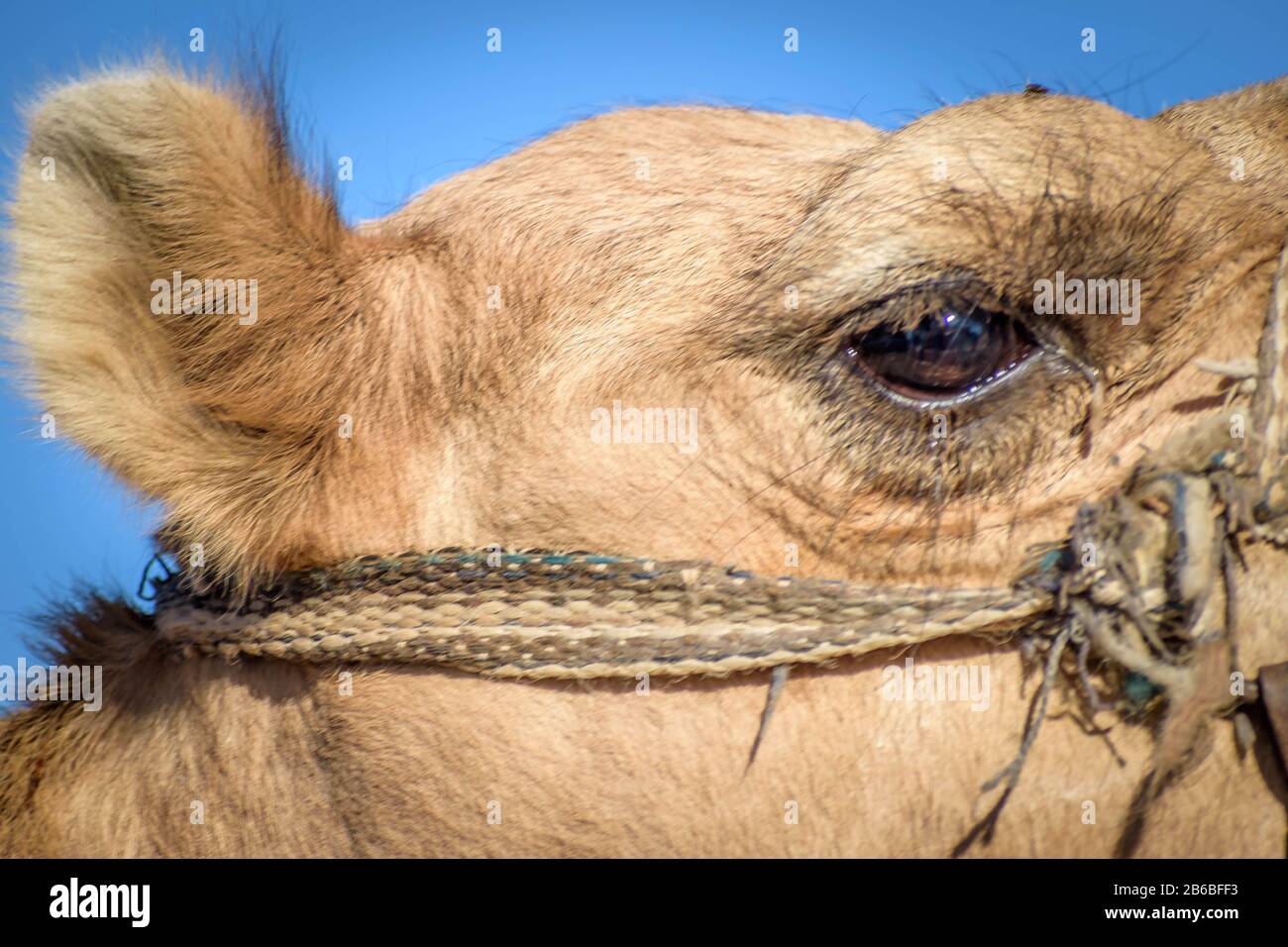 Camel ear hi-res stock photography and images - Alamy