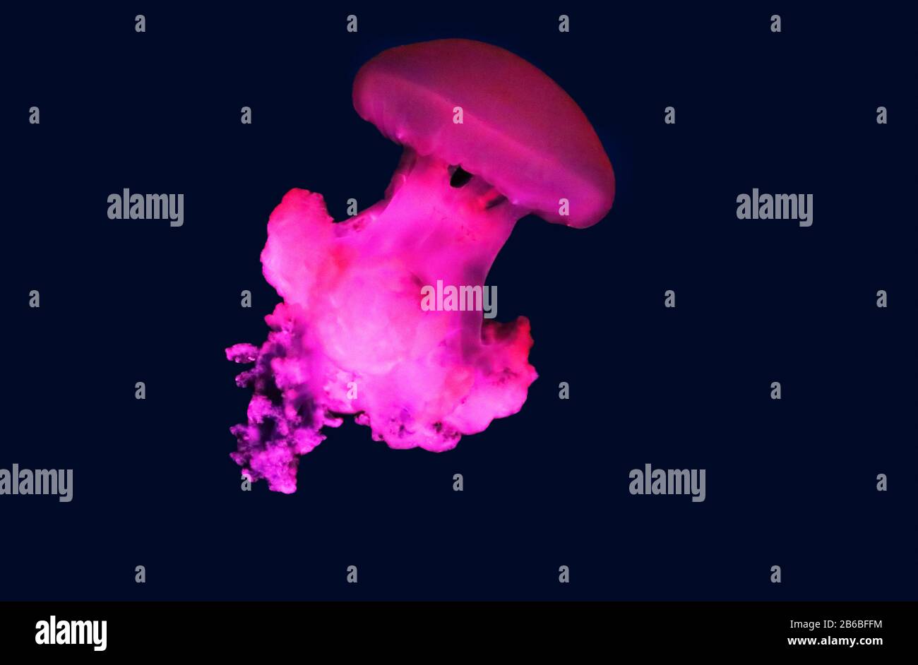 The jelly blubber (Catostylus mosaicus), also known as the blue blubber ...