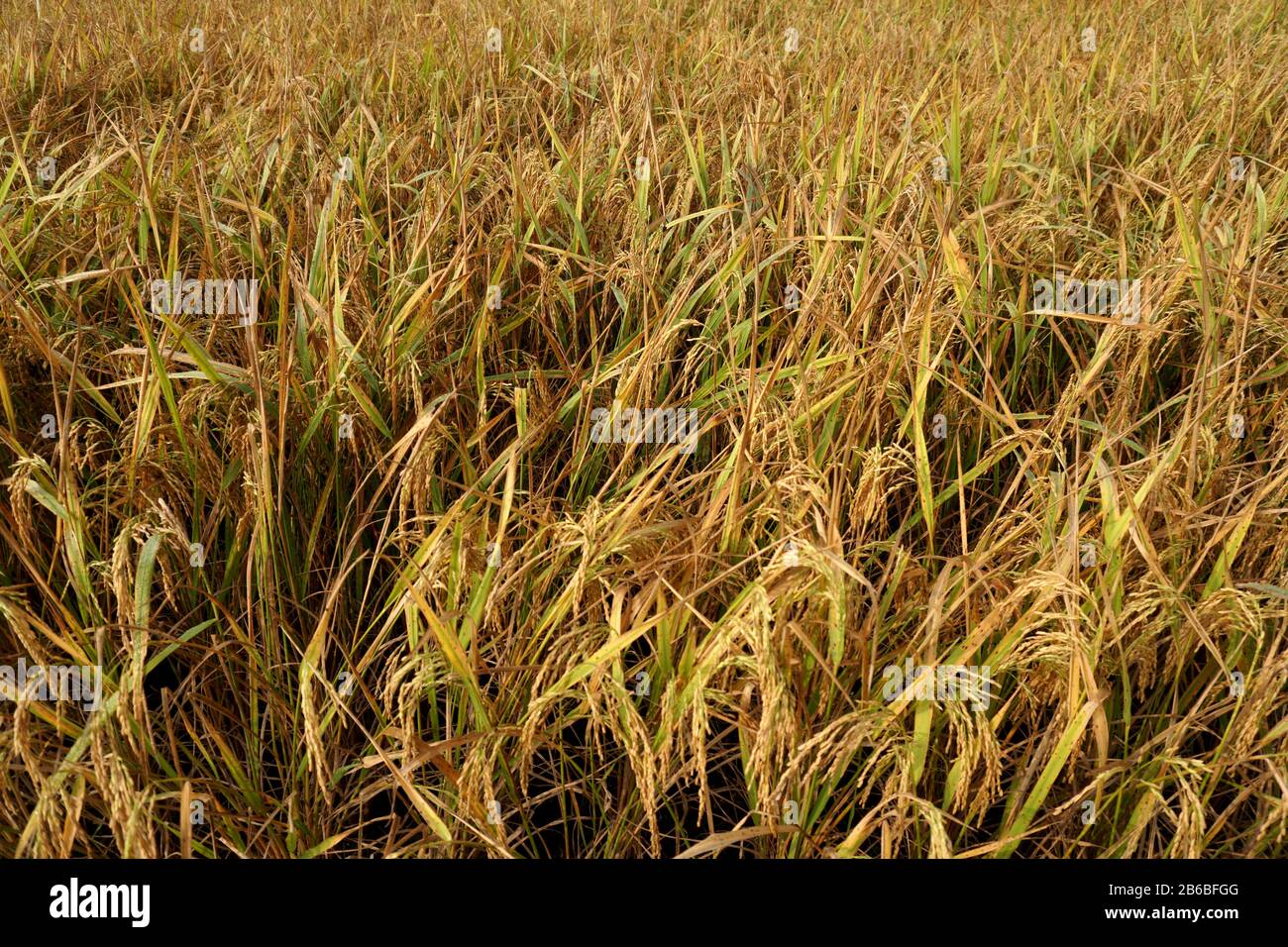 Paddy, also called rice paddy, small, level, flooded field used to ...