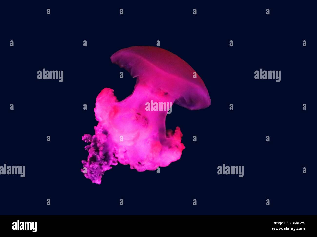 The jelly blubber (Catostylus mosaicus), also known as the blue blubber ...