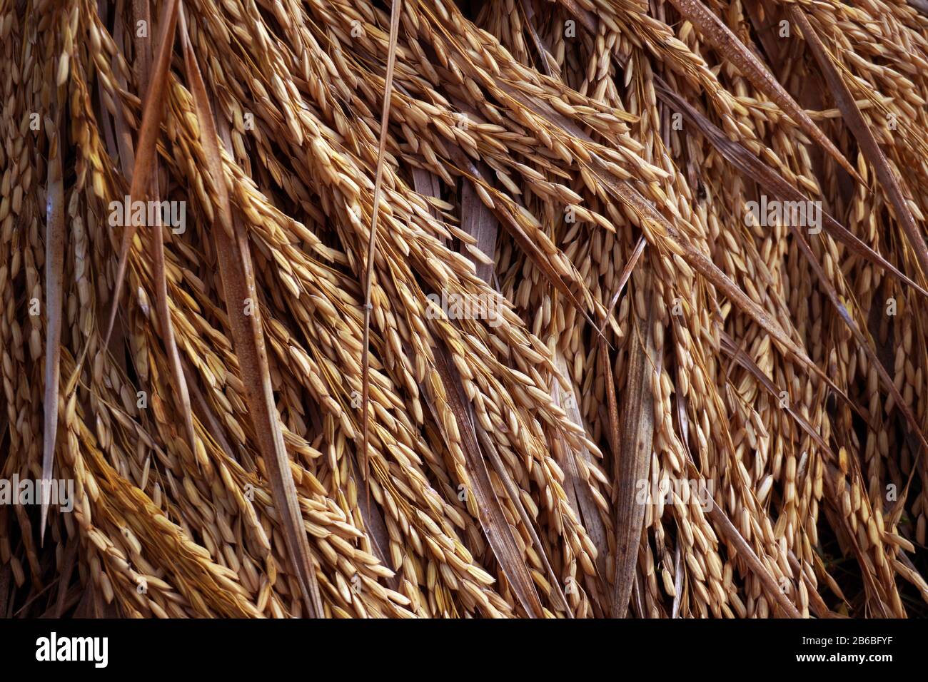 Paddy, also called rice paddy, small, level, flooded field used to ...