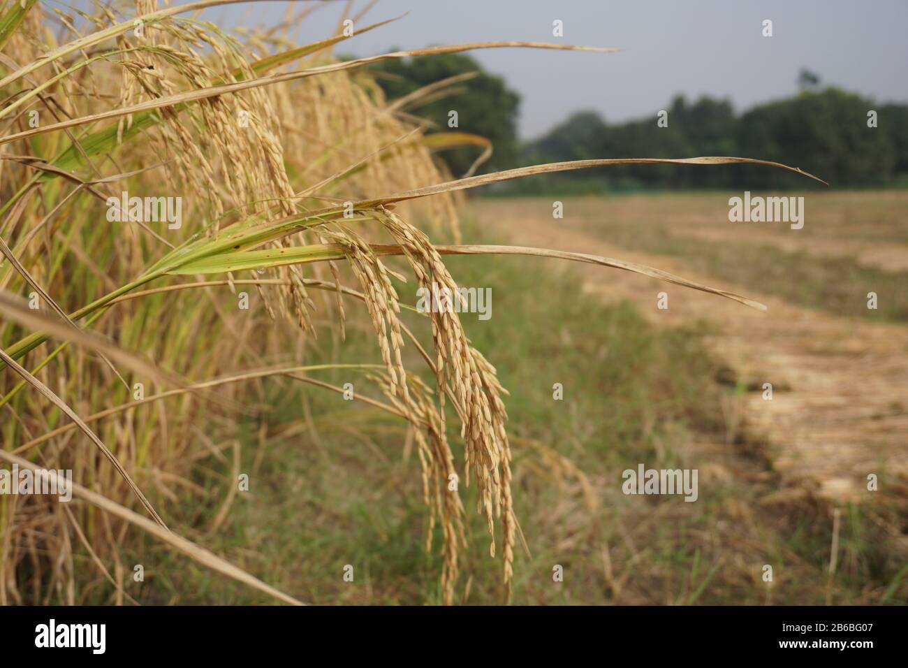 Paddy, also called rice paddy, small, level, flooded field used to ...