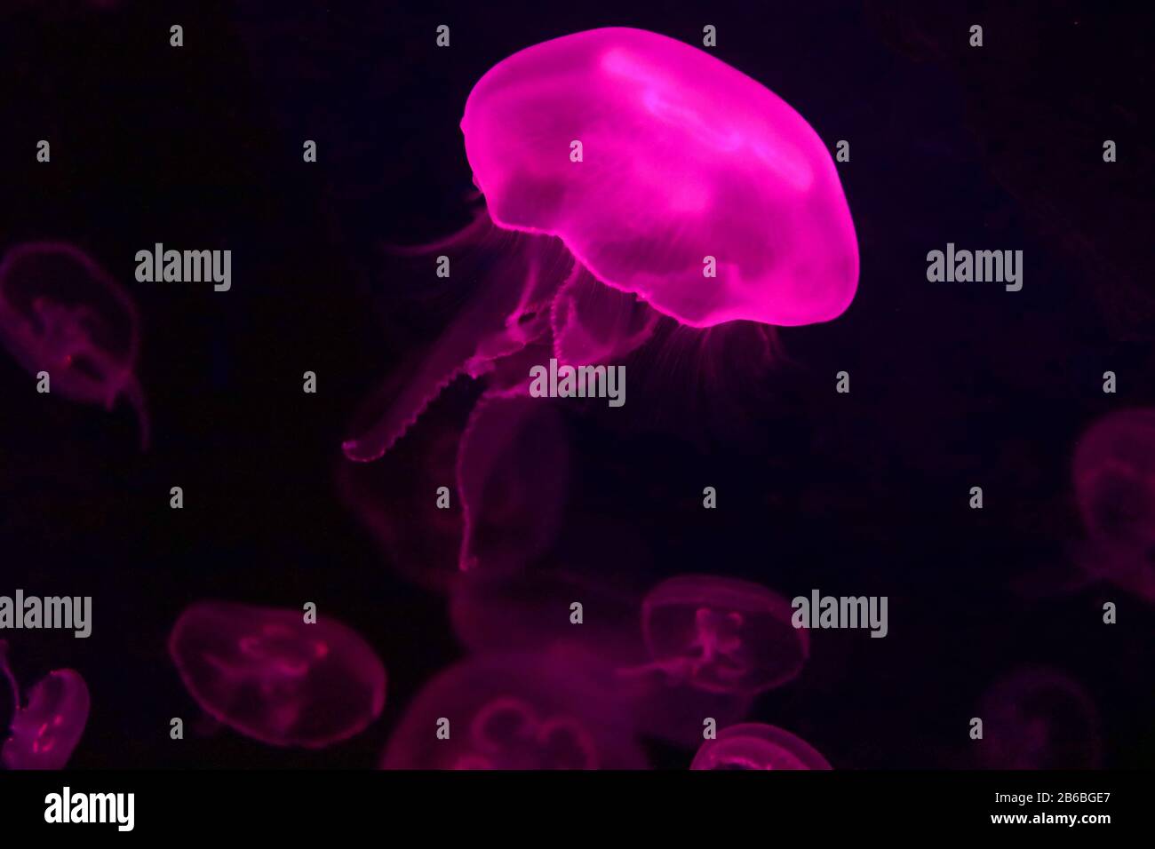 Aurelia aurita (also called the common jellyfish, moon jellyfish, moon ...