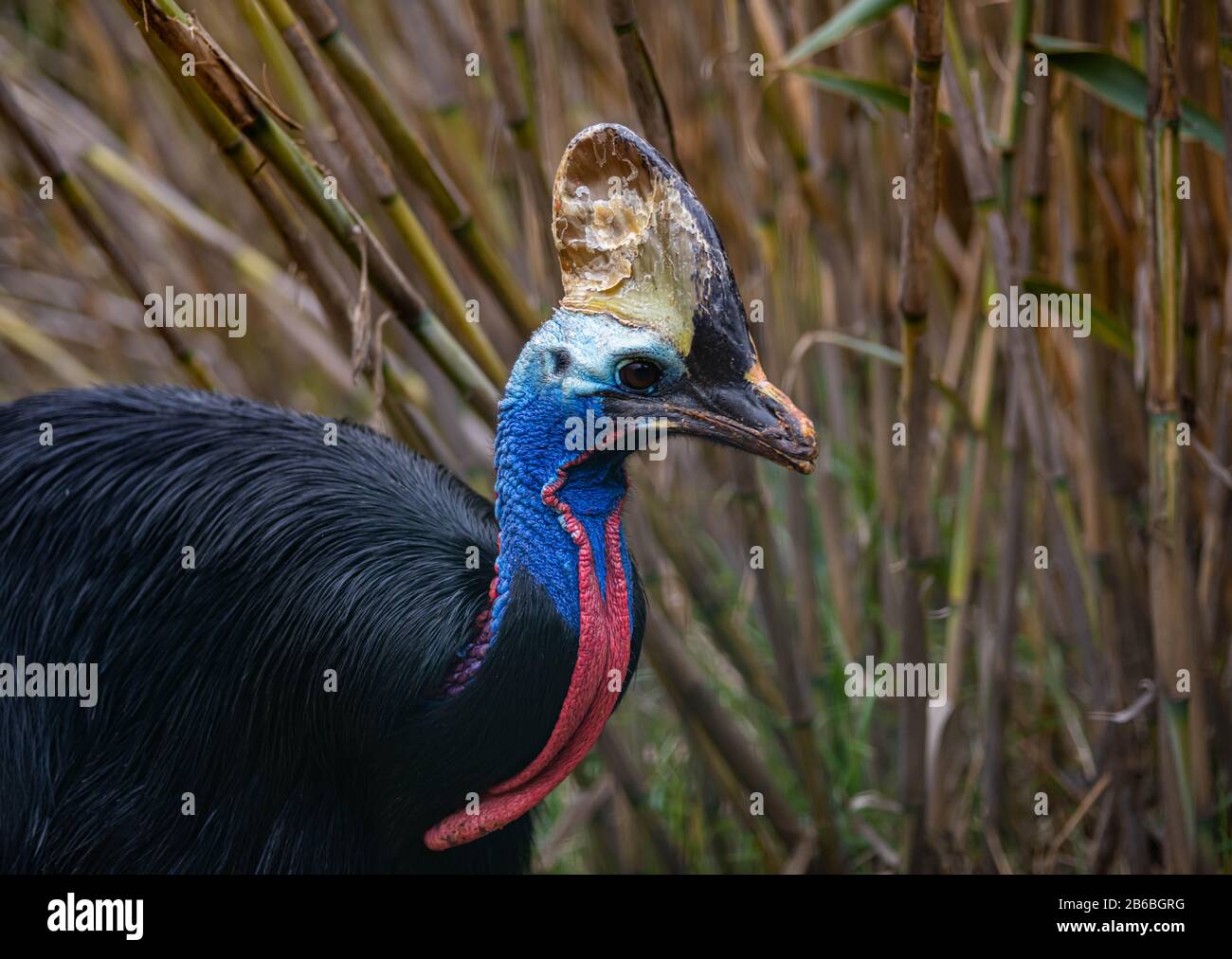 Cassowary feathers hi-res stock photography and images - Alamy