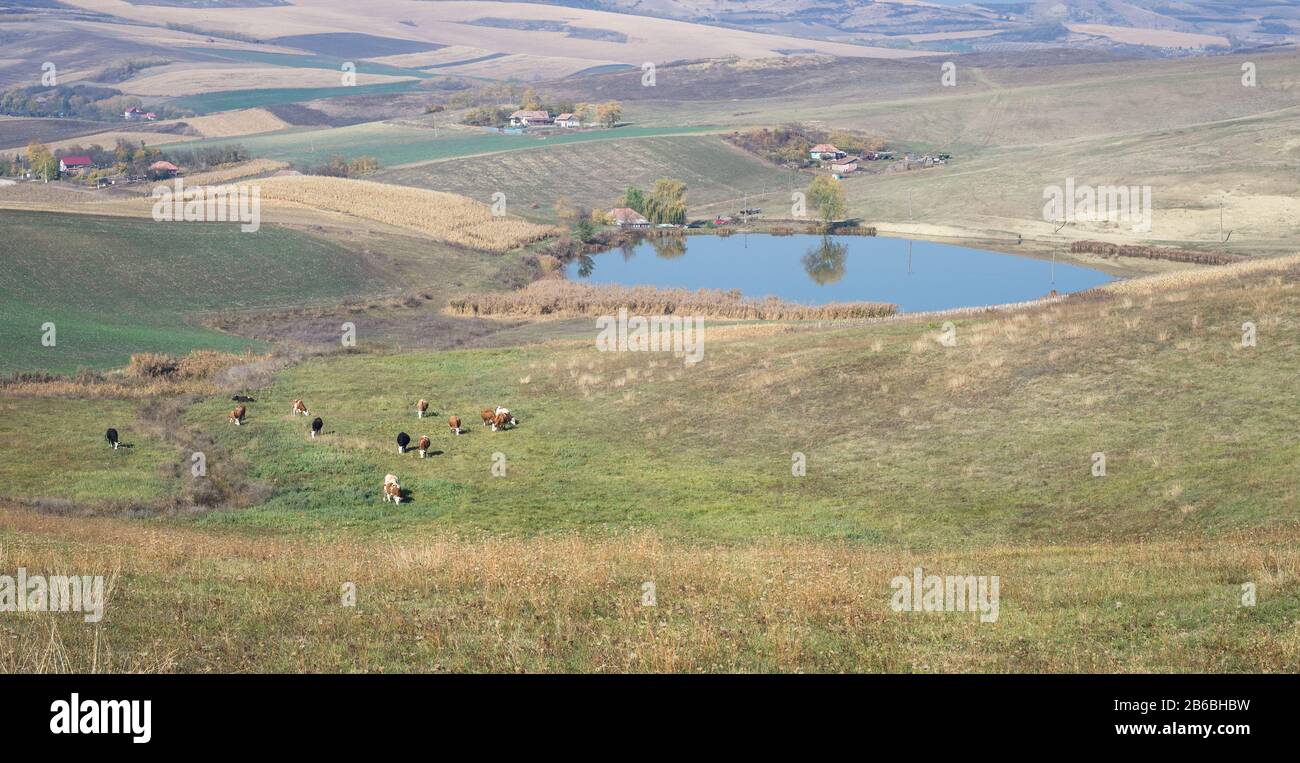 Peaceful scene of a small lake and grazing cattle in Transylvania ...