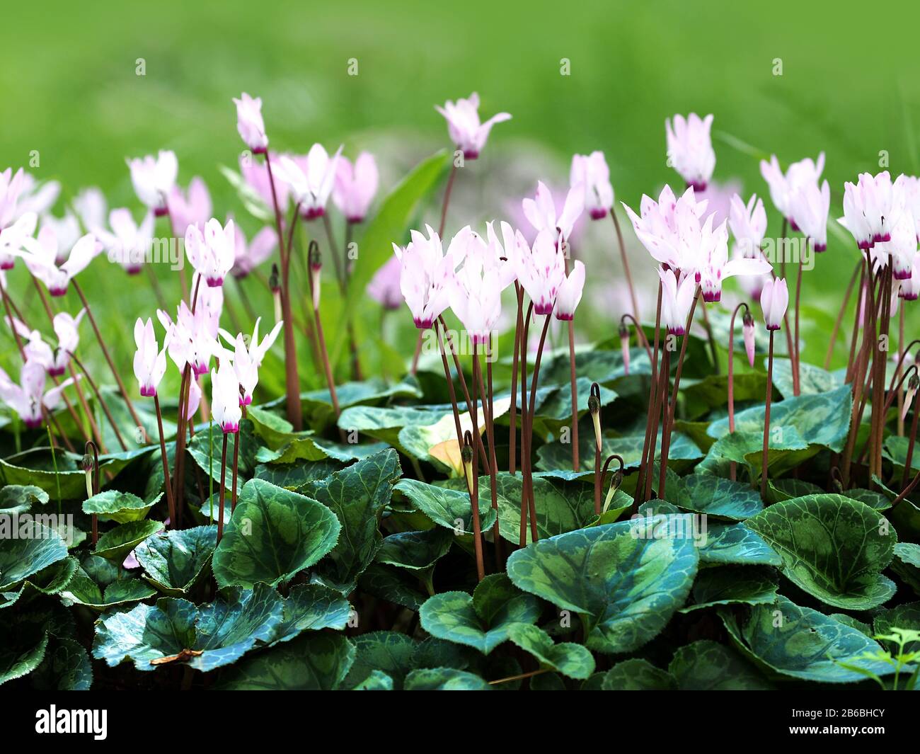 Cyclamens in the forest hi-res stock photography and images - Alamy