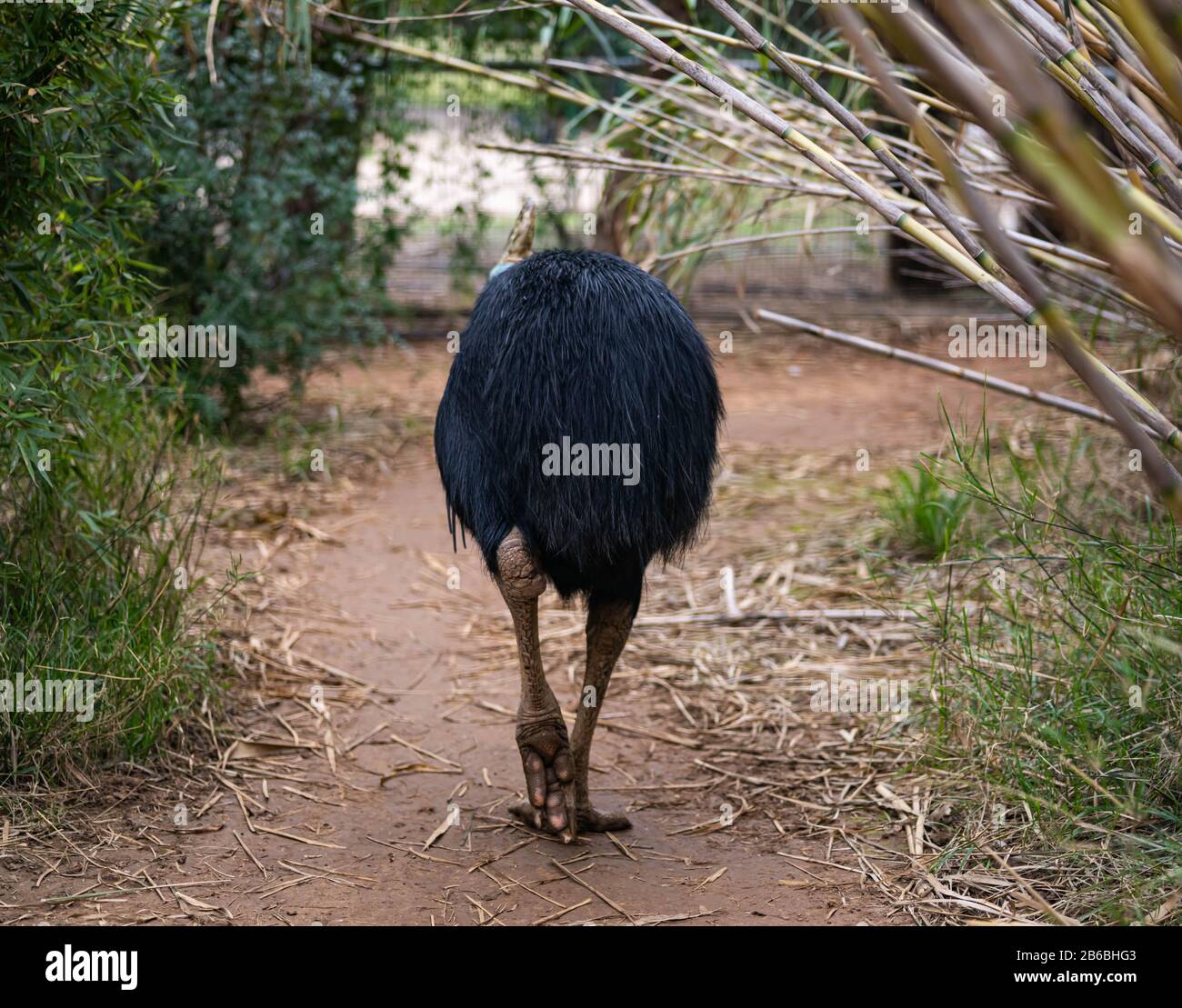Cassowary bird hi-res stock photography and images - Alamy