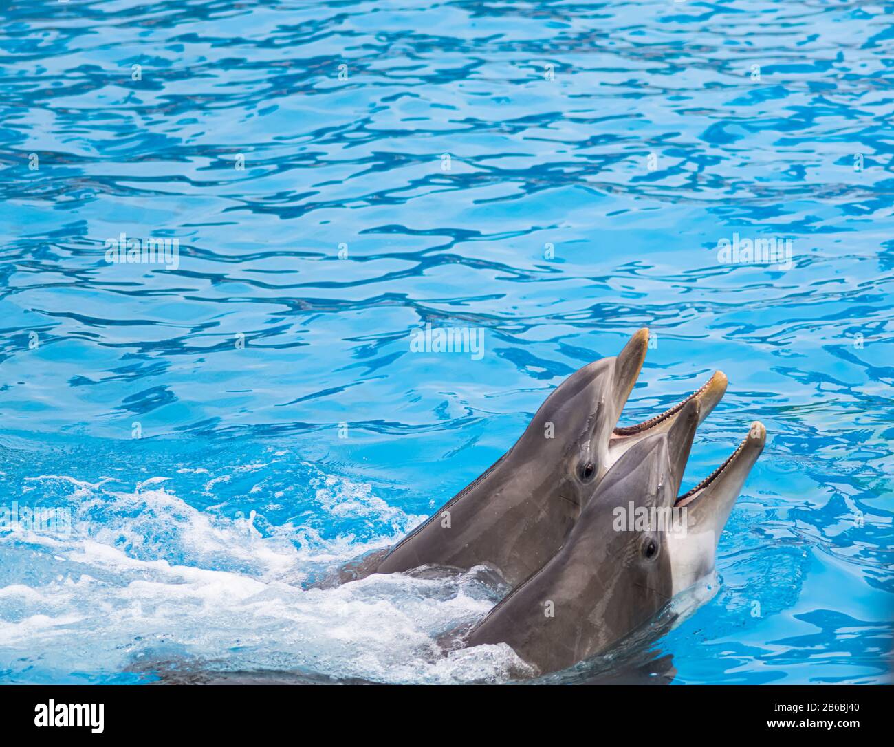 Dolphin tricks hi-res stock photography and images - Alamy