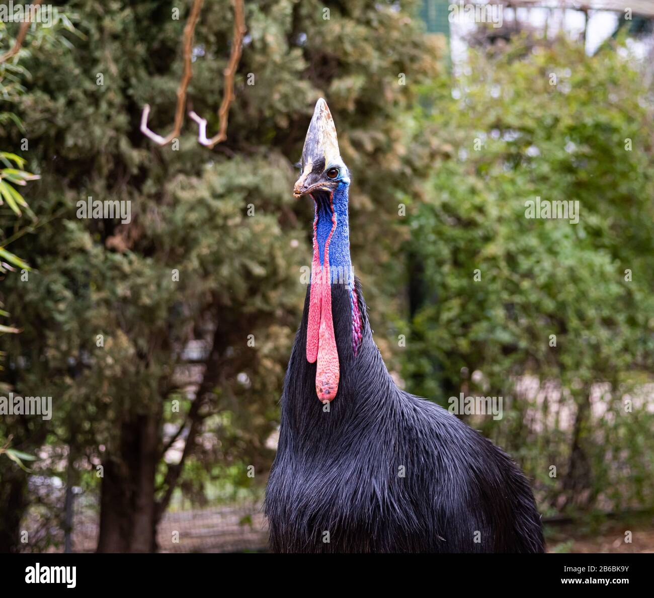 Cassowary bird hi-res stock photography and images - Alamy