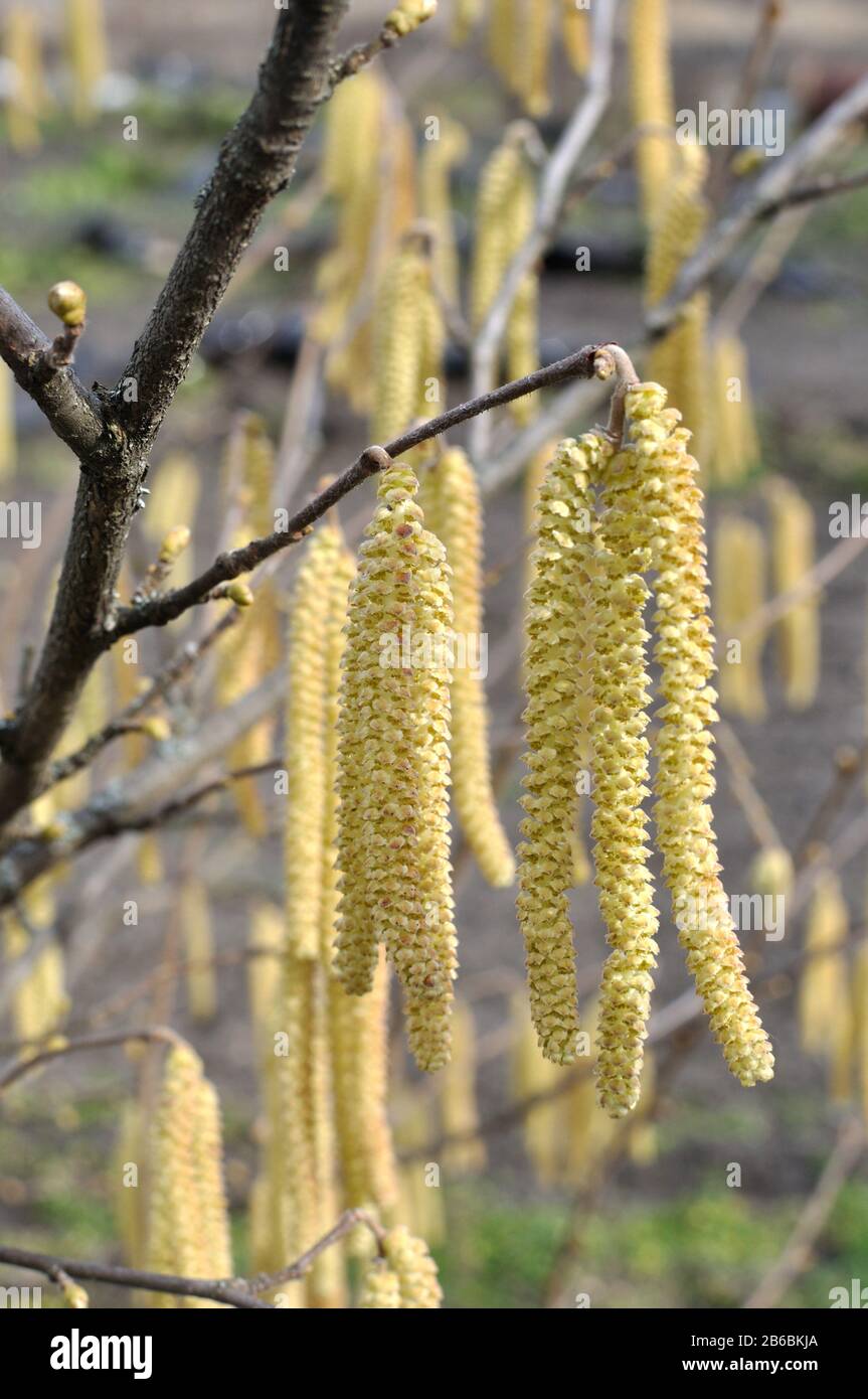 Male hazelnut blossom hi-res stock photography and images - Alamy