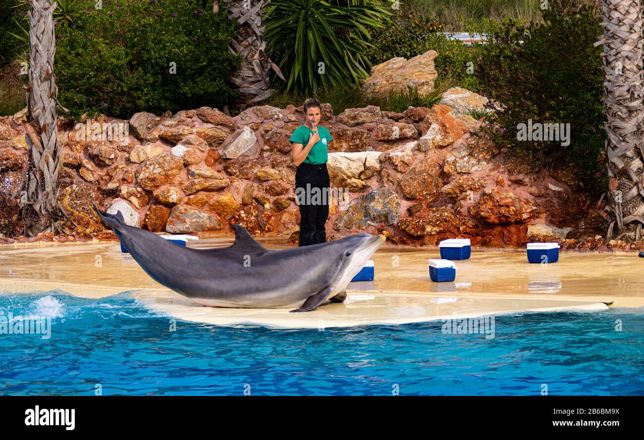 Athens Greece, March 2nd, 2020, A Big Bottle Nosed Dolphin Slides On ...