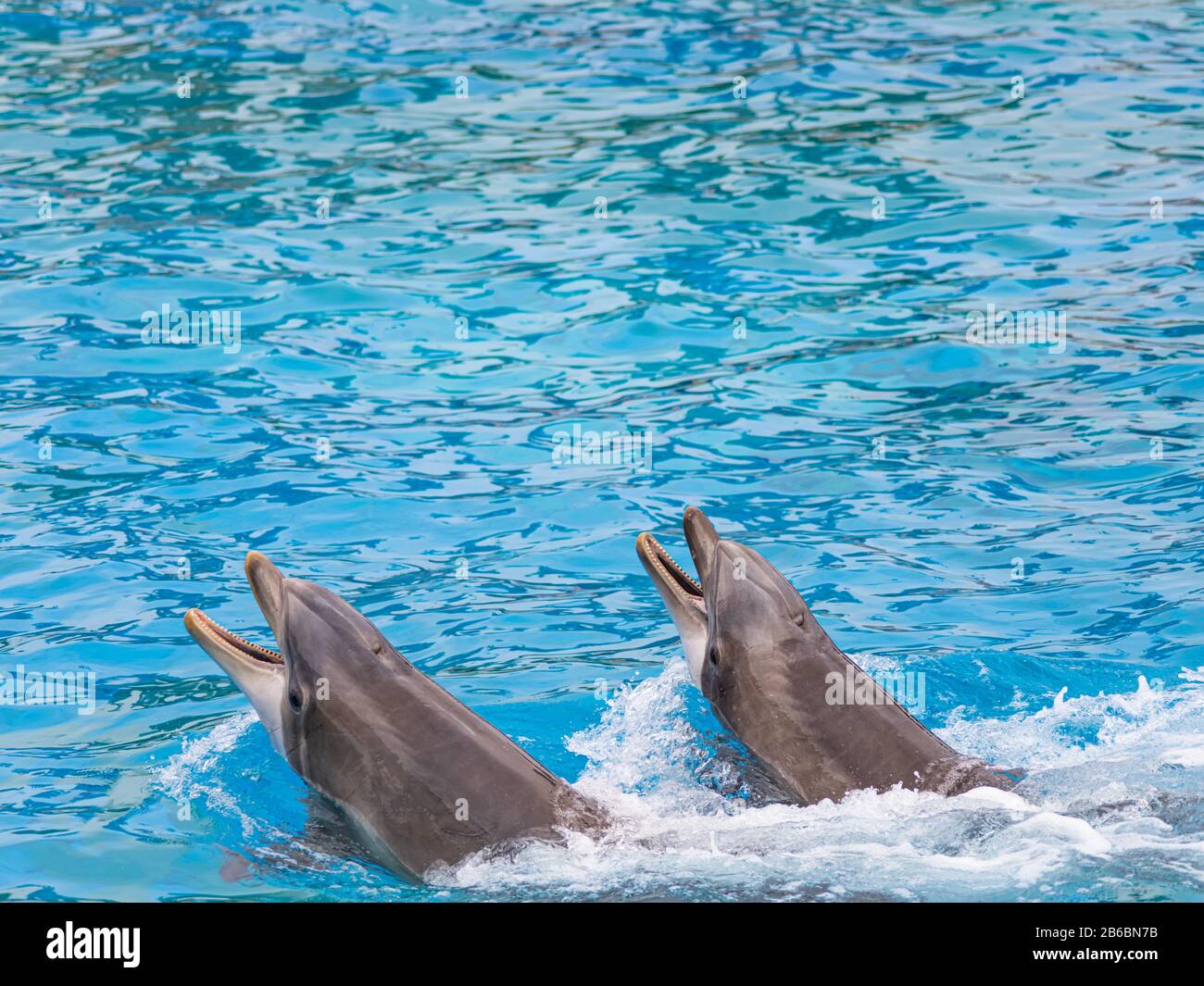 Bottlenose Dolphins Doing Tricks