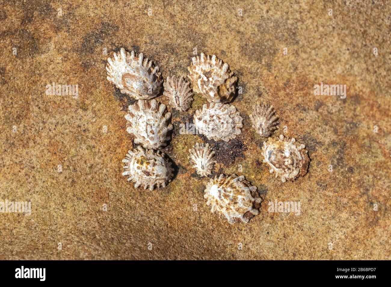 Rough limpets Lottia scabra attach to the rock surface at Point Lobos ...