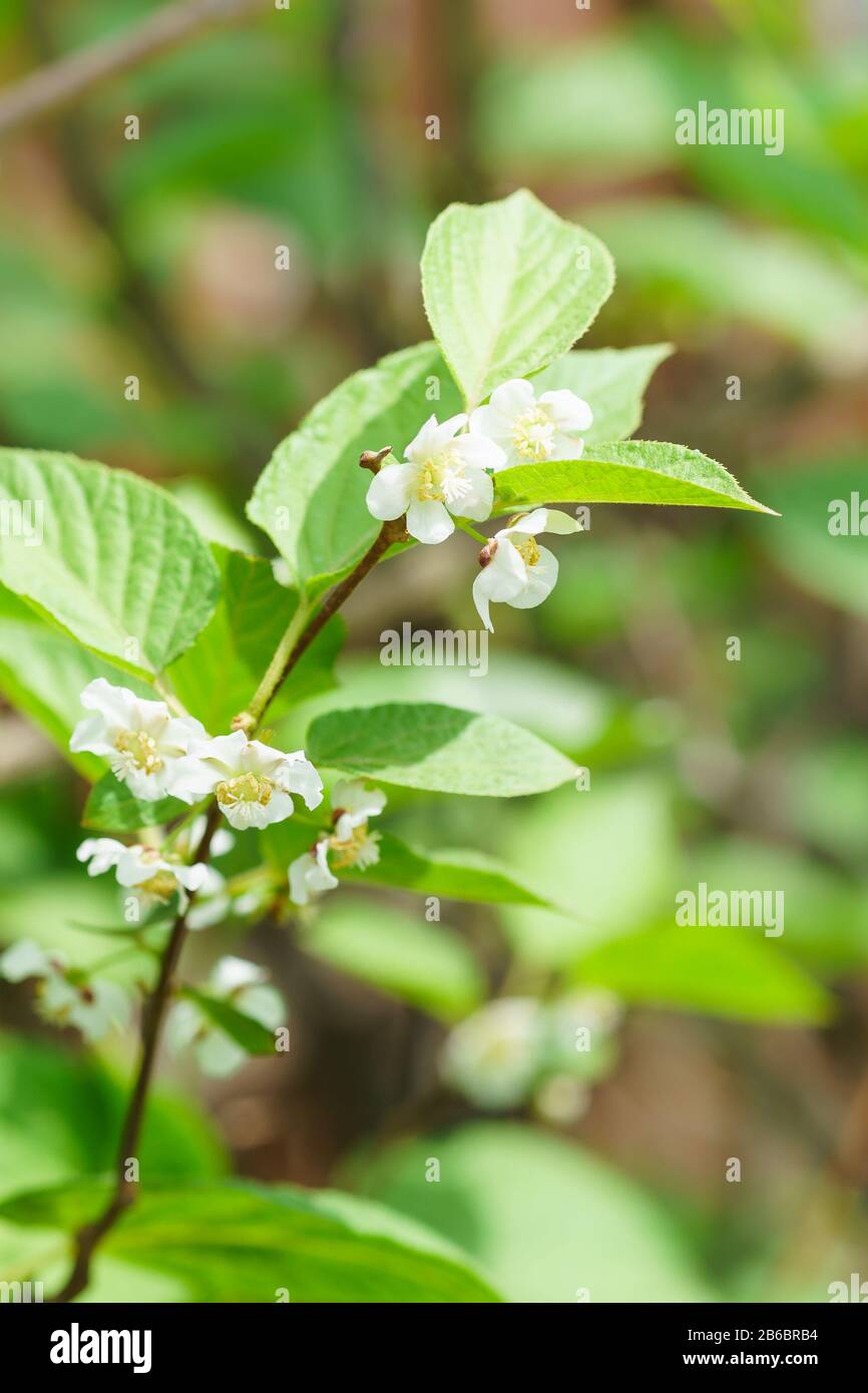 Actinidia kolomikta hi-res stock photography and images - Alamy